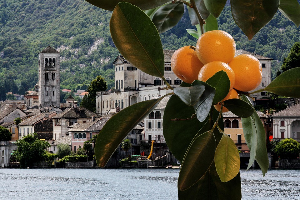 Sun Fruit Mandarins - Free photo on Pixabay - Pixabay