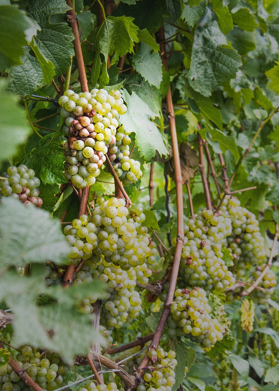 Wine Grapevines Growing - Free photo on Pixabay