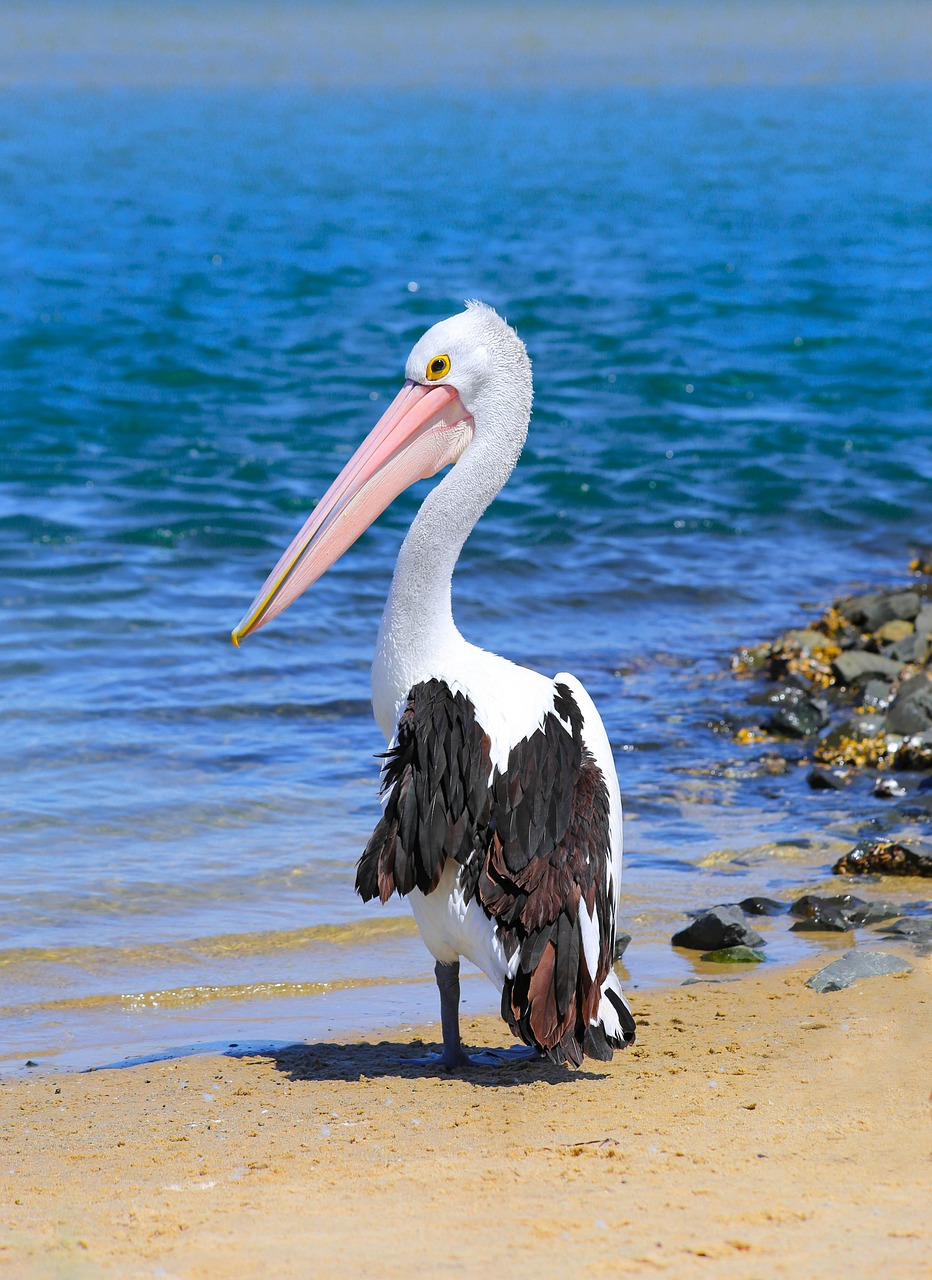Pelican Water Ocean - Free photo on Pixabay