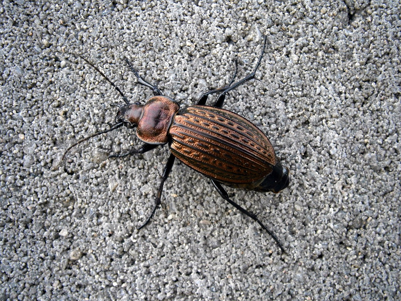 Naturaleza Escarabajo - Foto gratis en Pixabay - Pixabay
