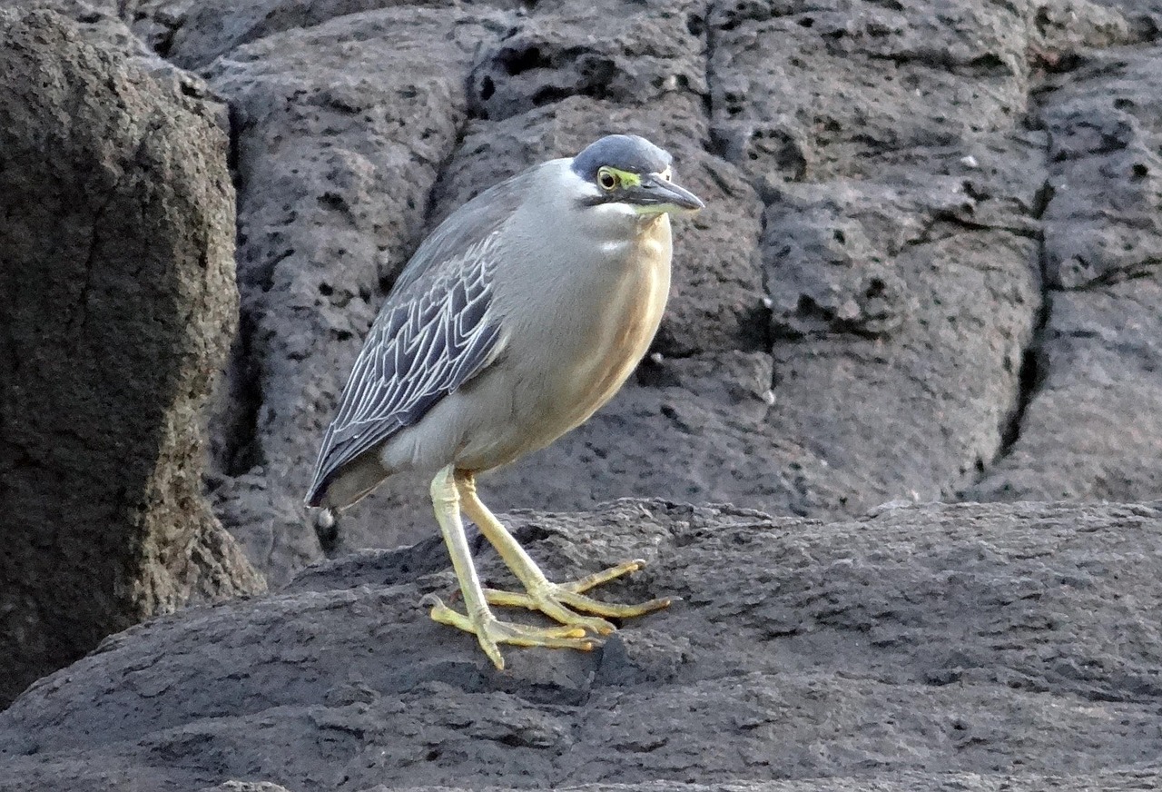 Little Heron Bird Wader Striated - Free photo on Pixabay - Pixabay