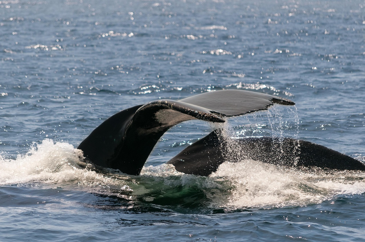 Whale Ocean Cetacean - Free photo on Pixabay - Pixabay