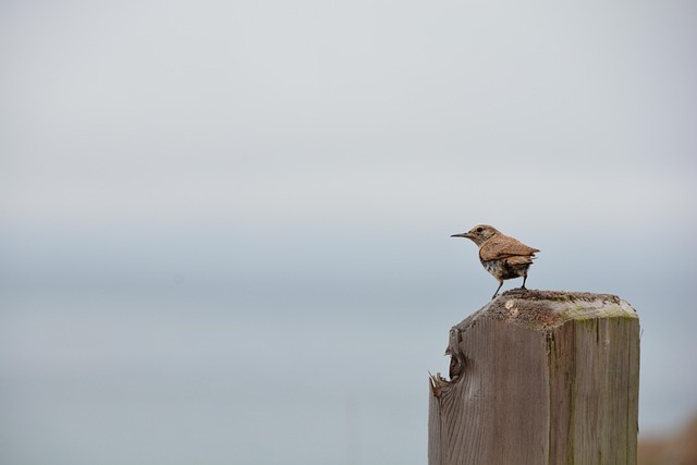 Birds Pacific Ocean Nature - Free photo on Pixabay - Pixabay