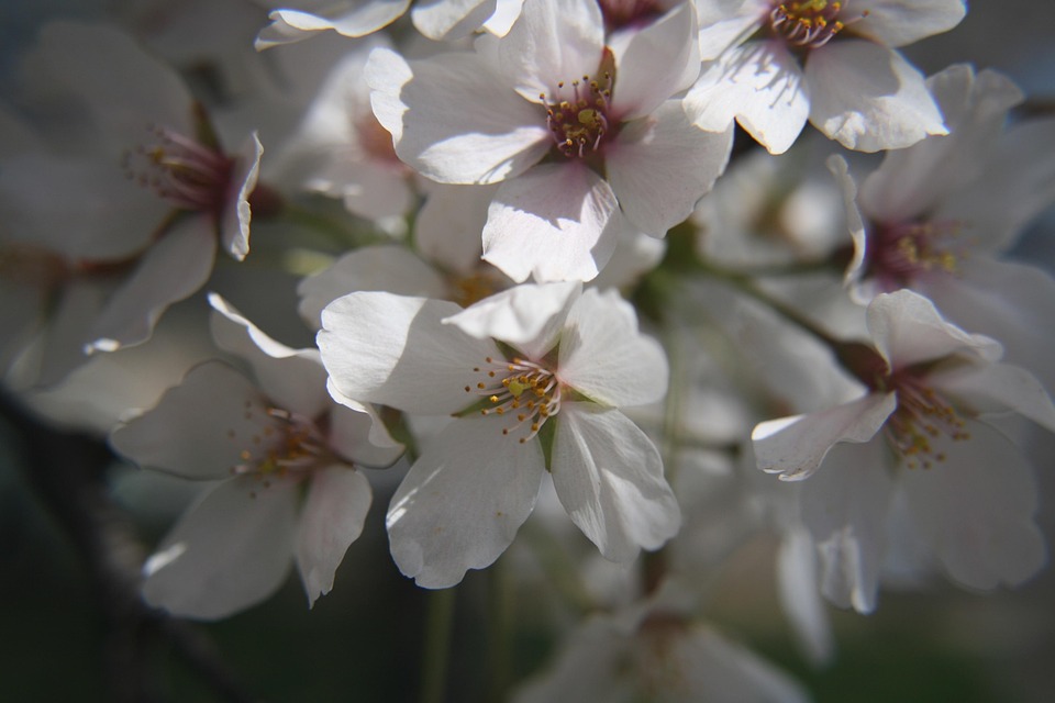 Cherry Blossoms Washington Dc - Free photo on Pixabay