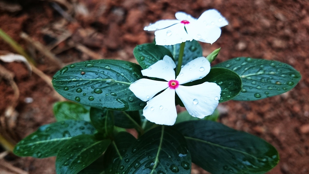 Flower Plant - Free photo on Pixabay
