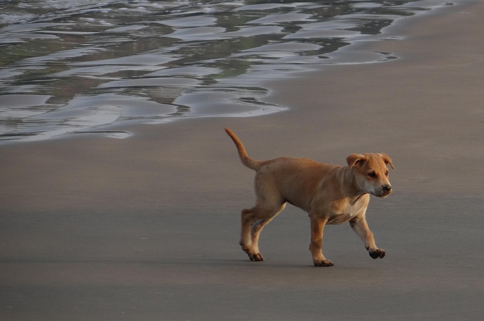 Puppy Beach Sand - Free photo on Pixabay - Pixabay