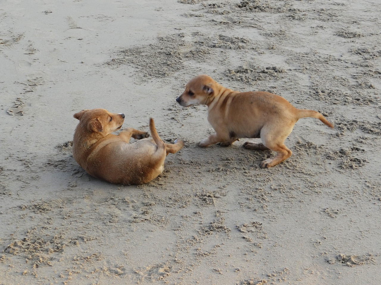 Puppy Beach Sand - Free photo on Pixabay - Pixabay