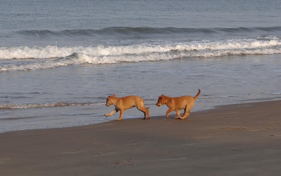 Puppy Beach Sand - Free photo on Pixabay - Pixabay