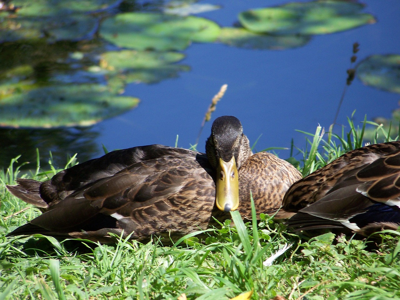 Pato Agua Naturaleza Fauna - Foto gratis en Pixabay - Pixabay