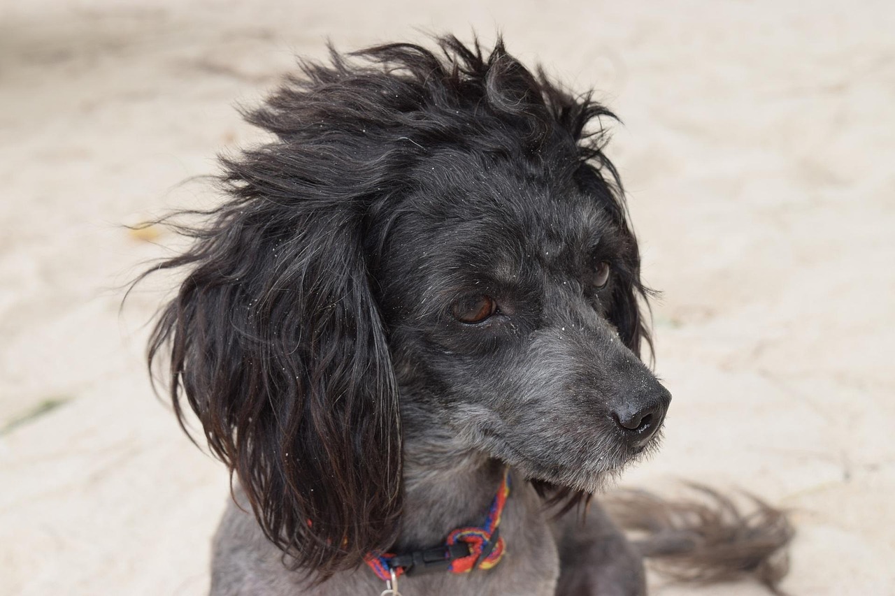 Animal Perro Linda - Foto gratis en Pixabay