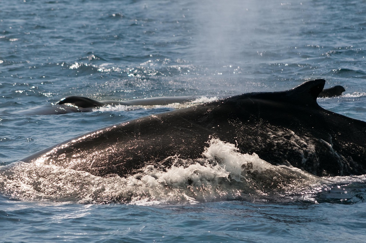 Whale Cetacean Ocean - Free photo on Pixabay - Pixabay