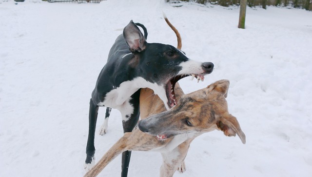 Galgo Espanhol Cachorros - Foto gratuita no Pixabay - Pixabay
