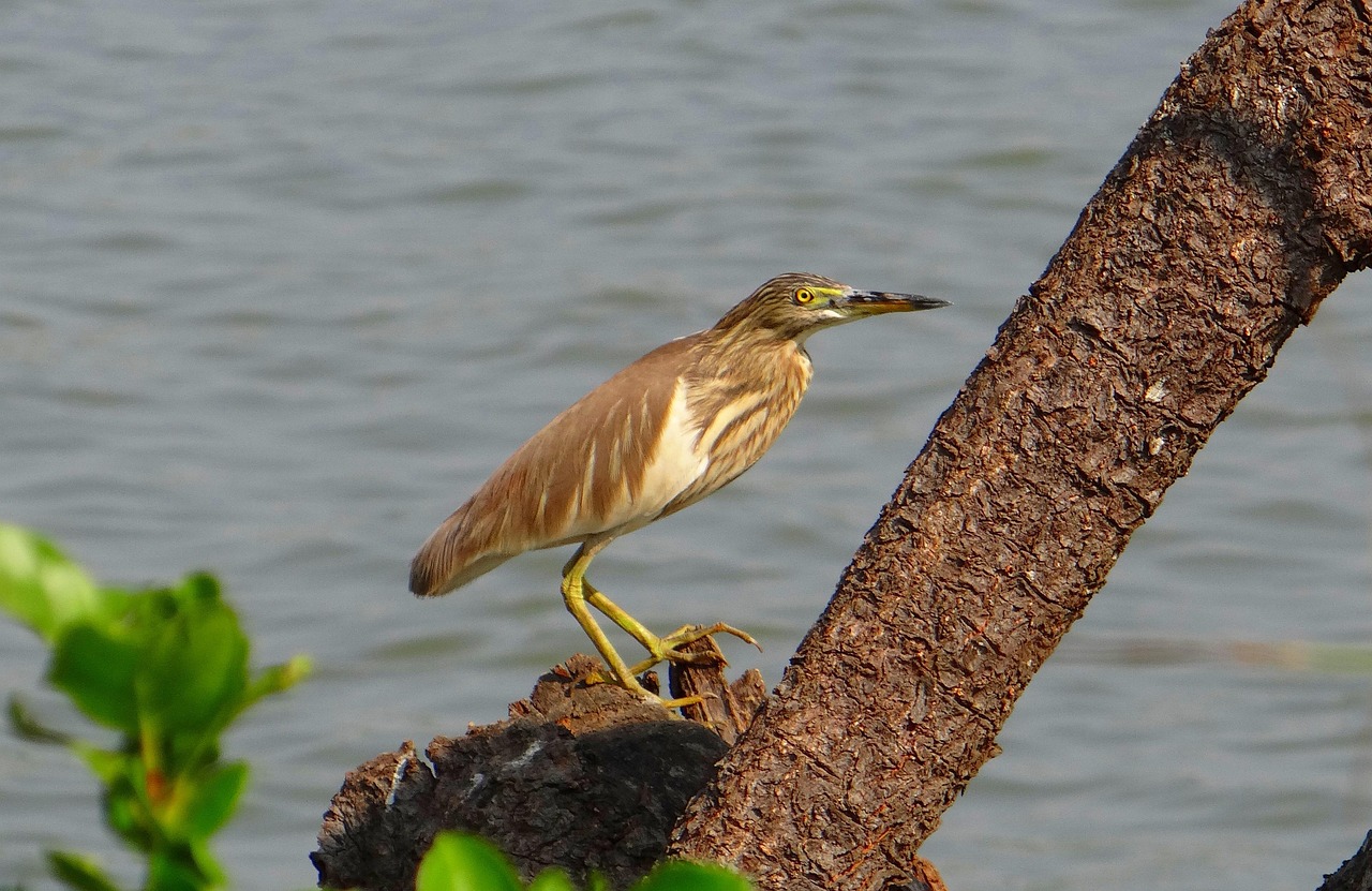 Pond Heron Bird Avian - Free photo on Pixabay - Pixabay
