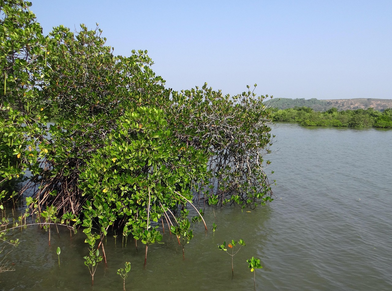 Manglares Vegetación Estuario - Foto gratis en Pixabay - Pixabay