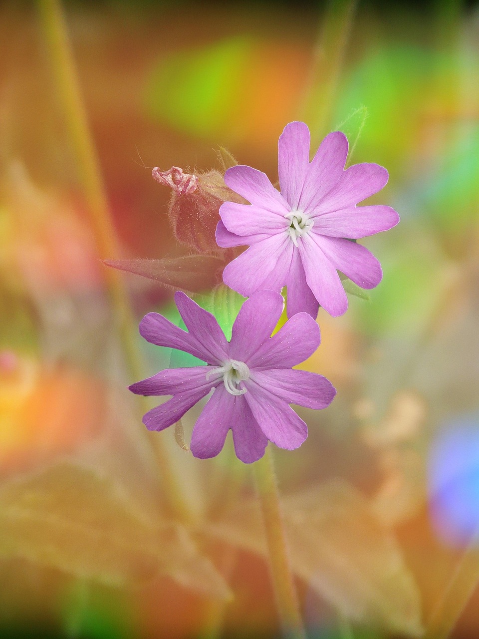 Anyelir Mekar Pink Tanaman - Foto gratis di Pixabay - Pixabay