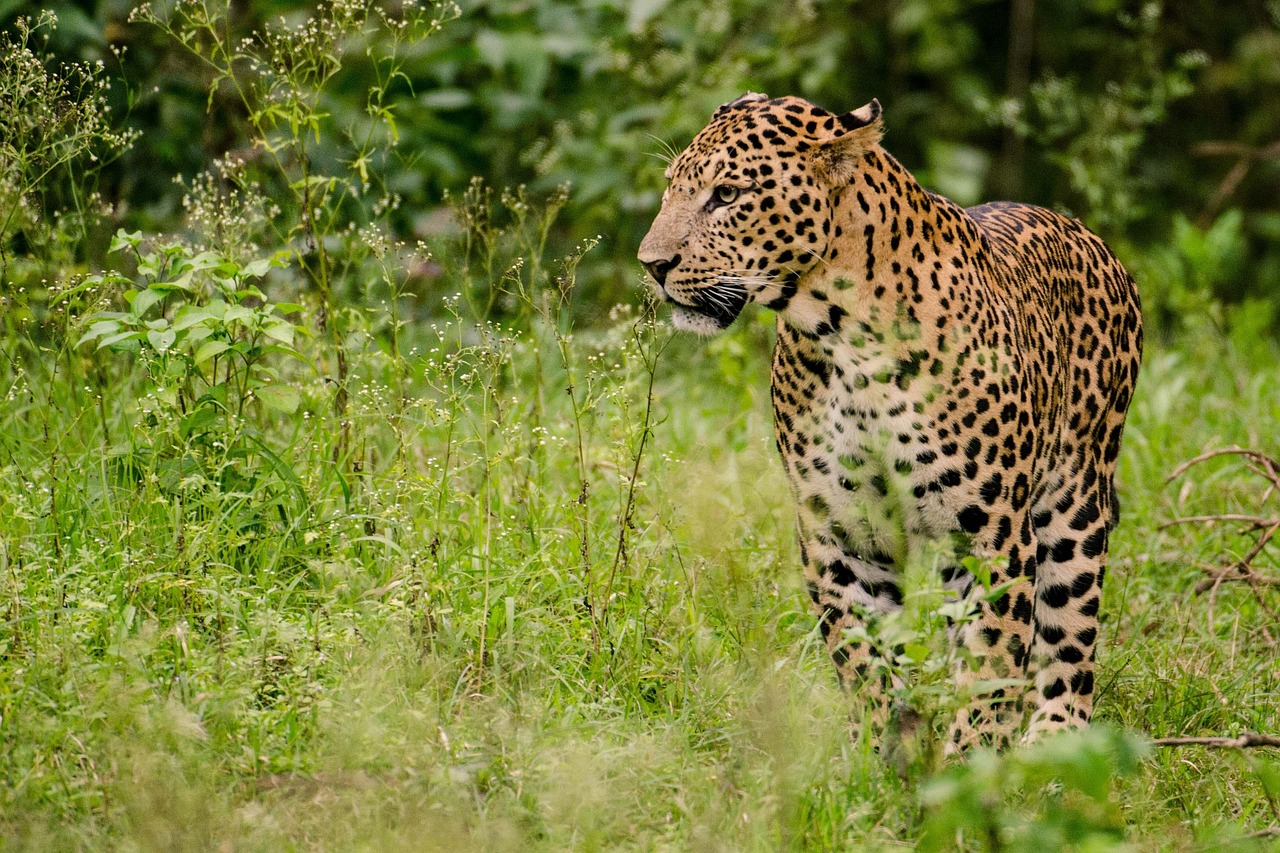 Leopard Male Forest - Free photo on Pixabay - Pixabay