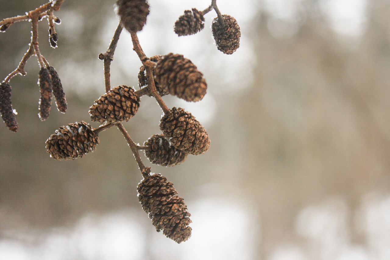 Acorn Branch Twig - Free photo on Pixabay - Pixabay