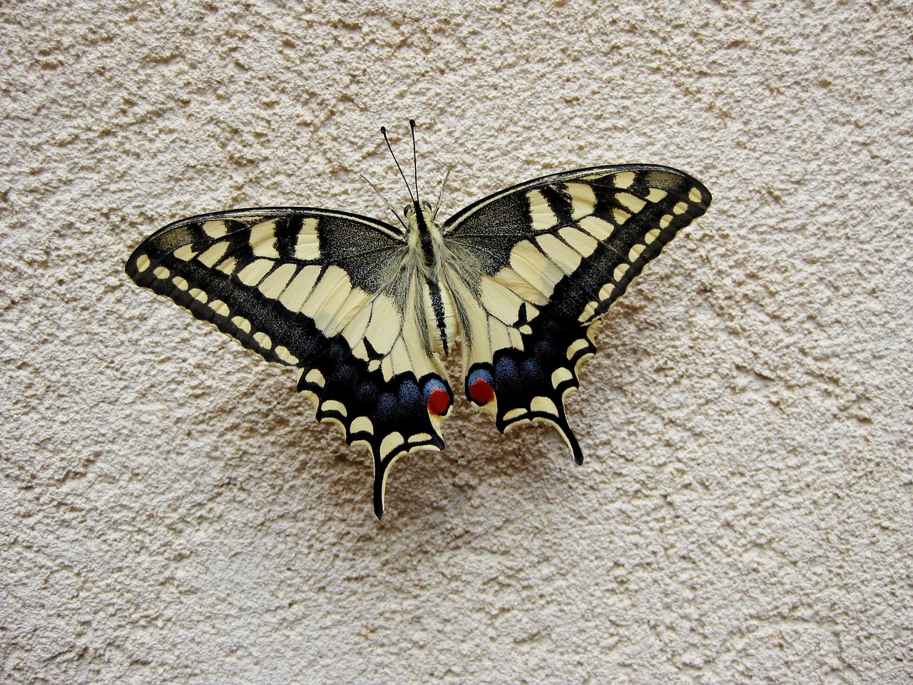 Papillon Nature Coloré - Photo gratuite sur Pixabay - Pixabay