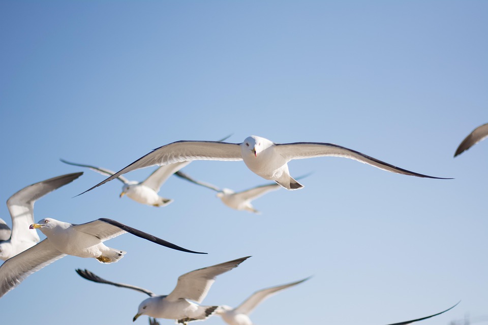 Gaviota Pájaro Cielo - Foto gratis en Pixabay - Pixabay