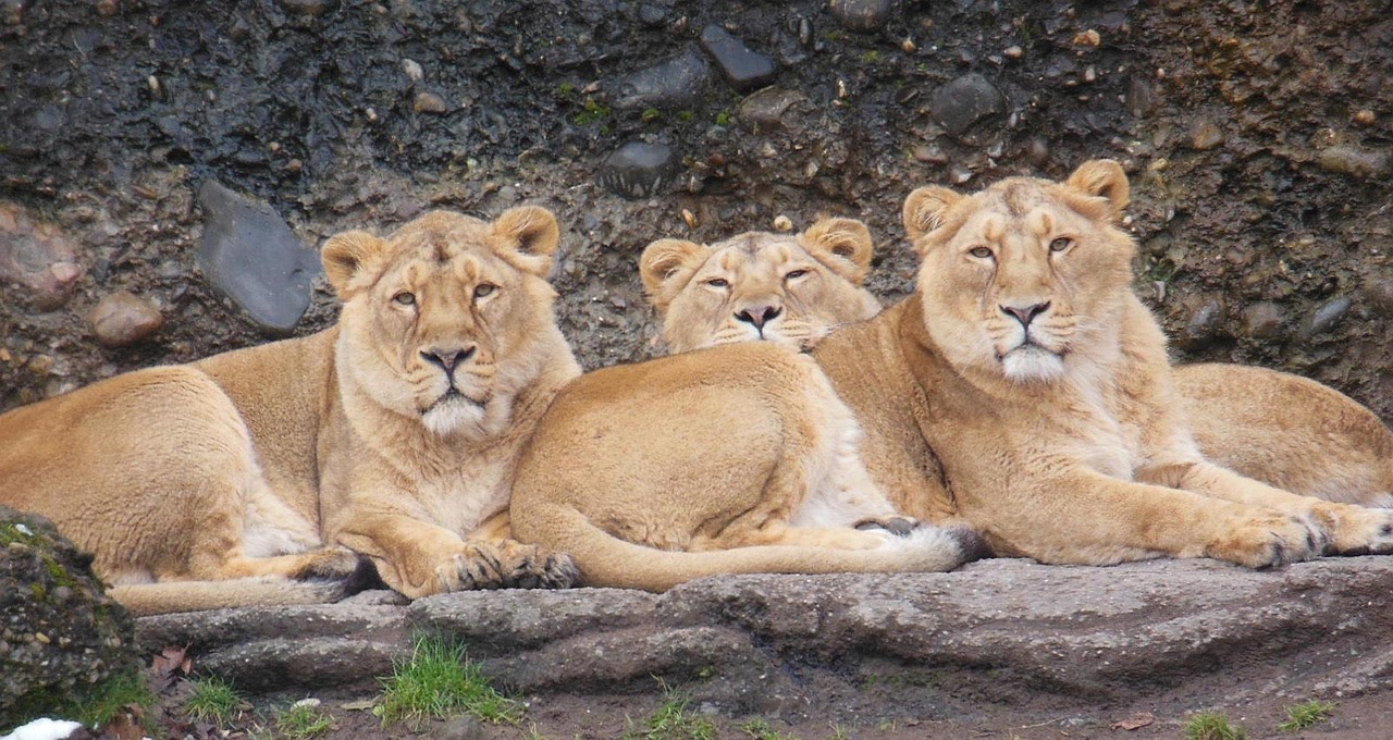 Leona Animal Zoo Gato - Foto gratis en Pixabay - Pixabay