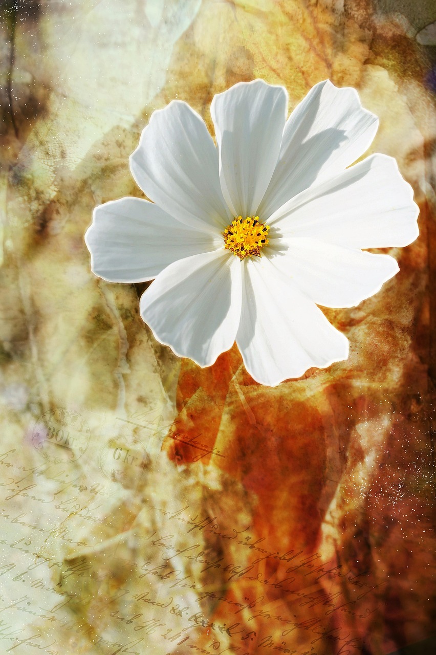 Flower Wildflower White - Free photo on Pixabay - Pixabay