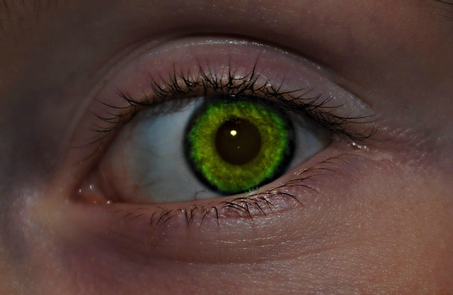 Honey Green Eye - Free photo on Pixabay