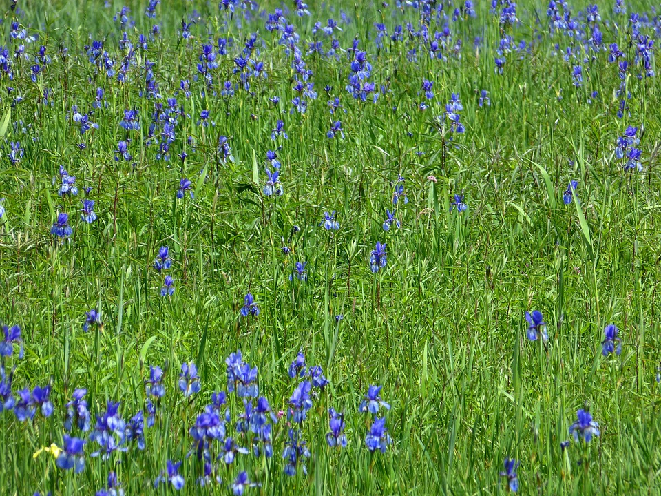 Flower Meadow Sword Lily Free Photo On Pixabay Pixabay