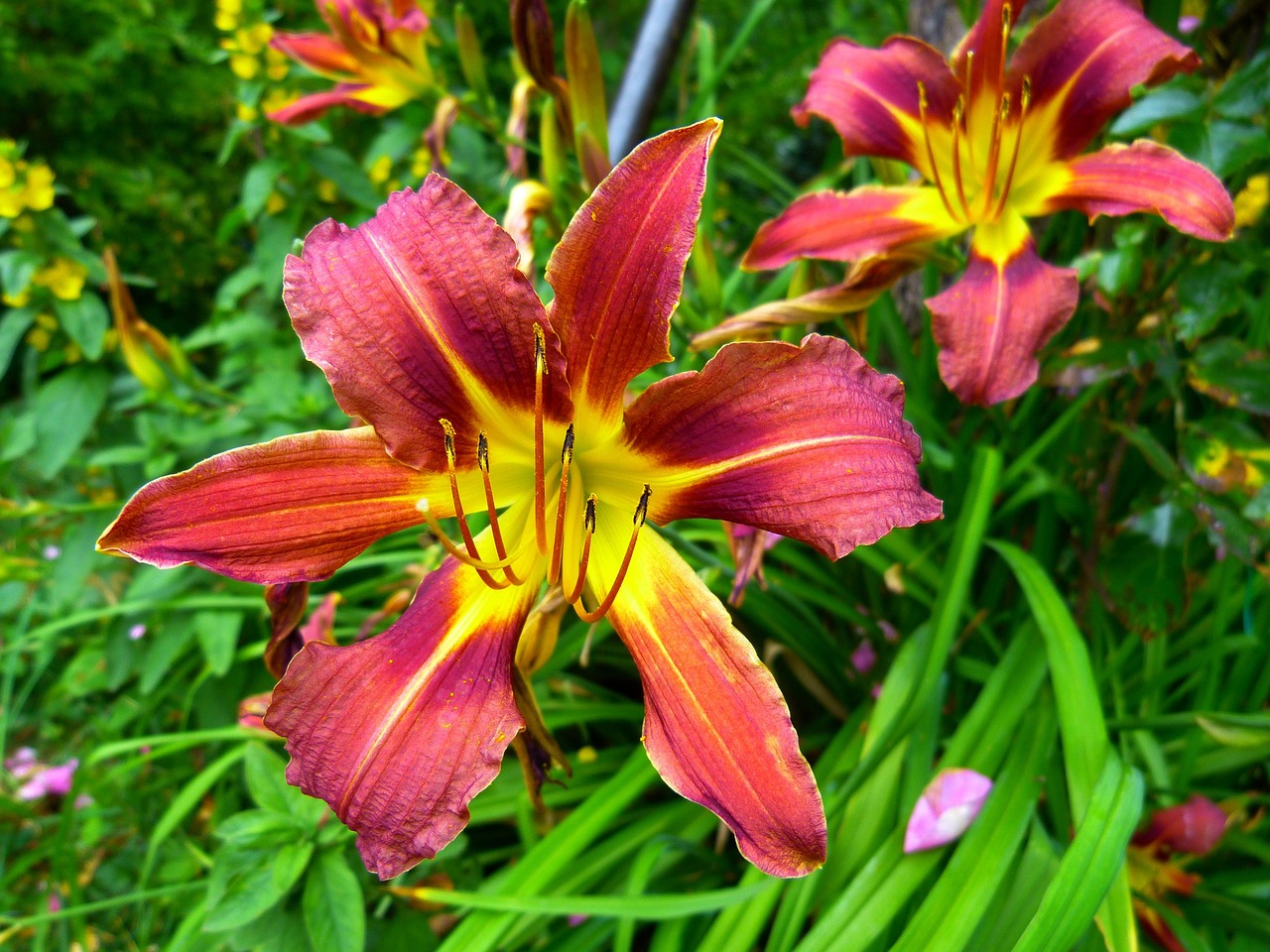 Yellow-Red Daylily Lily - Free photo on Pixabay - Pixabay
