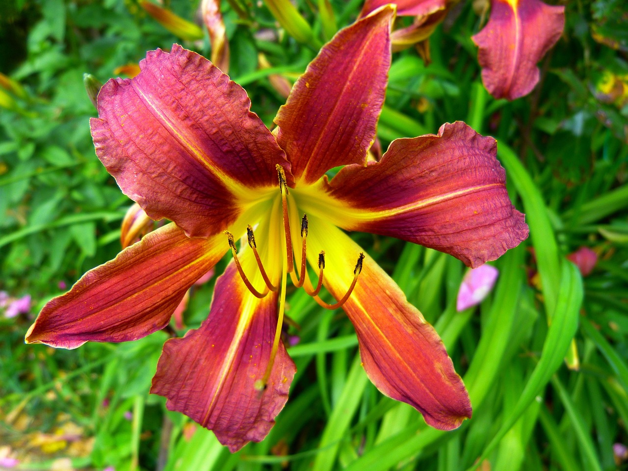 Yellow-Red Daylily Lily - Free photo on Pixabay - Pixabay