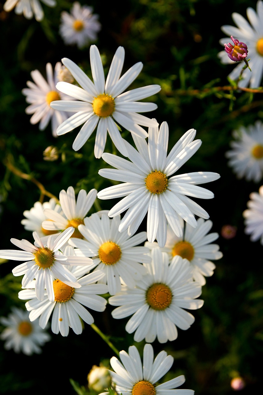 Chrysanthemum Flower Blossom - Free photo on Pixabay