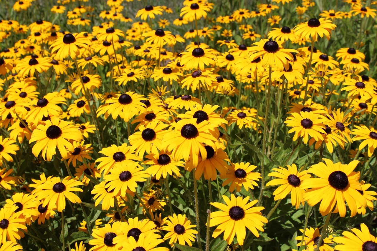 100,000+ Free Black-Eyed-Susan & Black-Eyed Susan Images - Pixabay