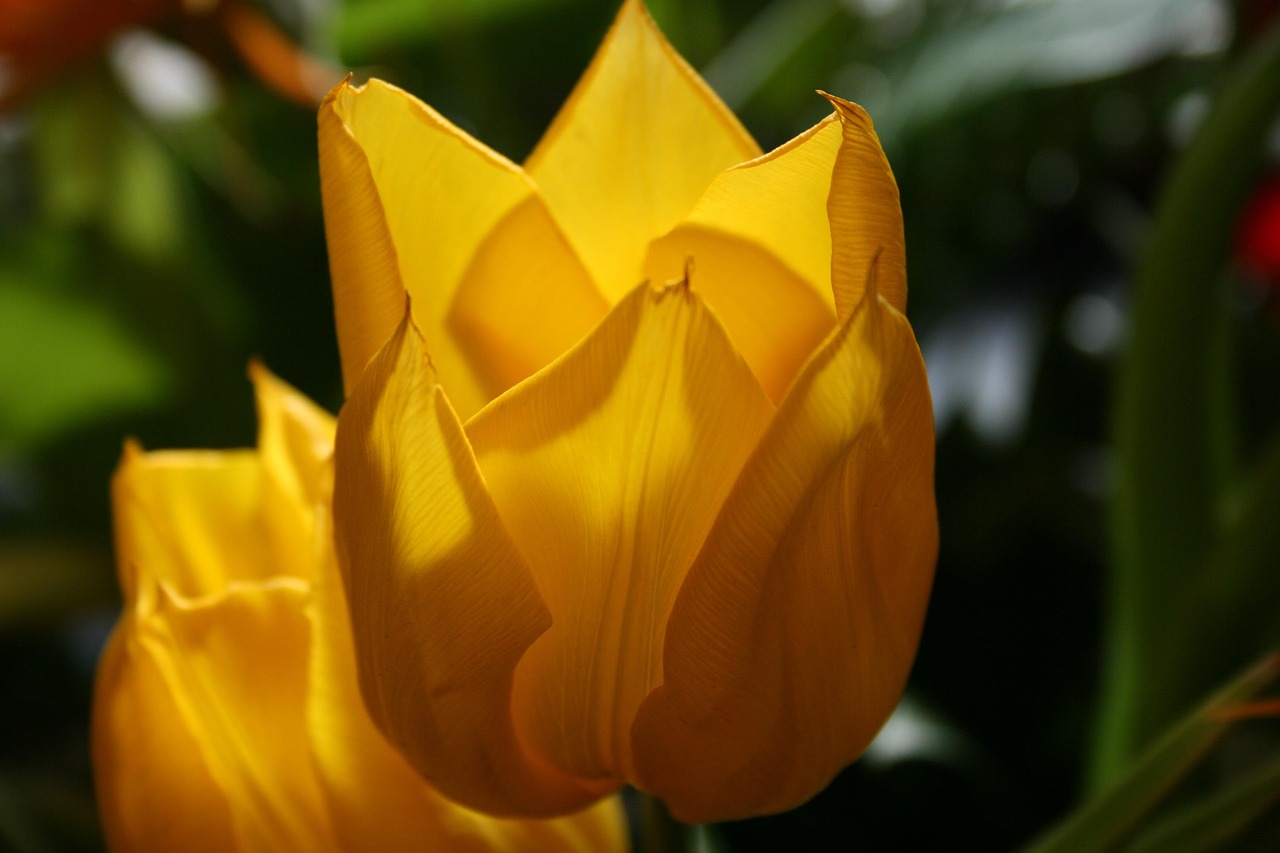 Tulipán Flor Amarillo - Foto gratis en Pixabay - Pixabay