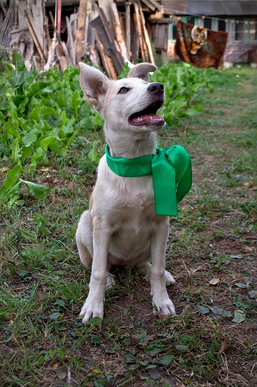 Perro Alegría - Foto gratis en Pixabay - Pixabay