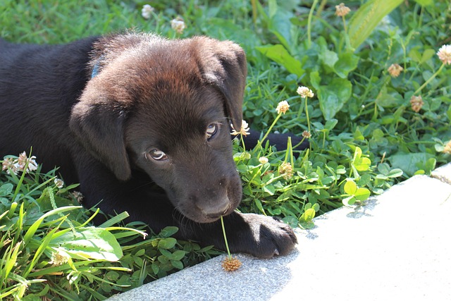 Cachorro Negro Labrador - Foto gratis en Pixabay - Pixabay