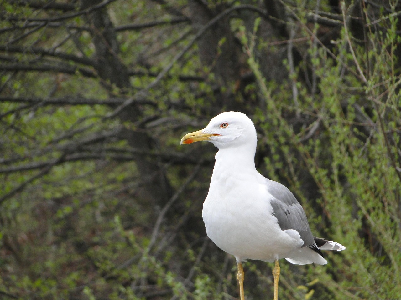 Gaviota Ave Naturaleza - Foto gratis en Pixabay - Pixabay
