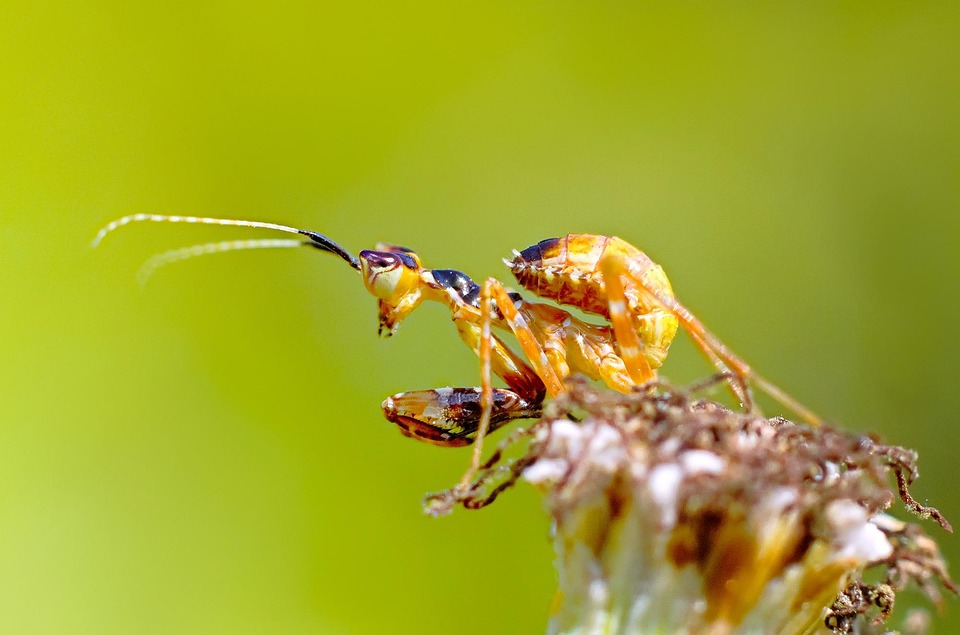 Mantis Bug Insect - Free photo on Pixabay - Pixabay