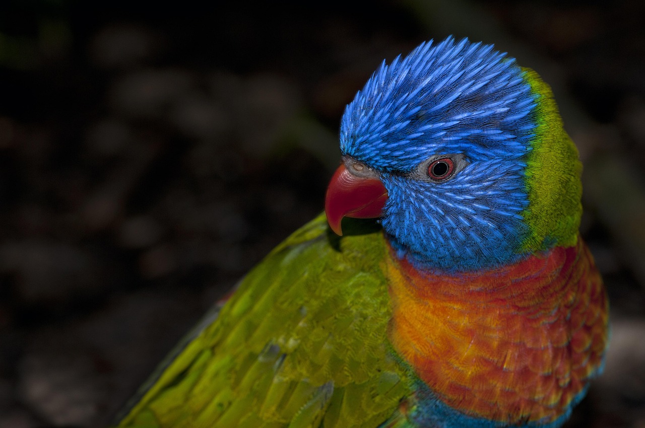 Blue-Headed Lorikeet Rainbow - Free photo on Pixabay - Pixabay