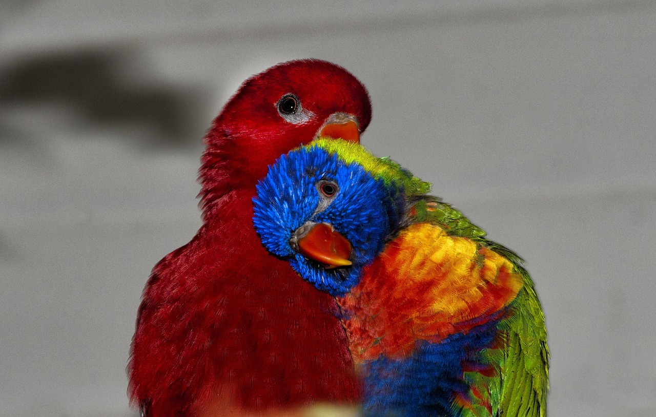 Más de 30 imágenes gratis de Loritos y Aves - Pixabay