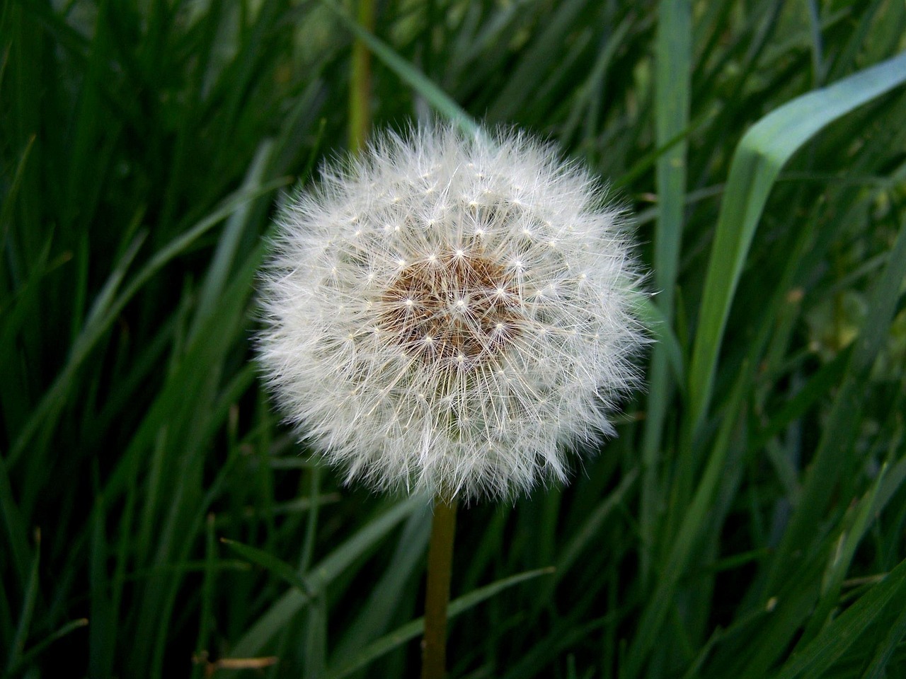 Diente De León Flor Naturaleza - Foto gratis en Pixabay - Pixabay