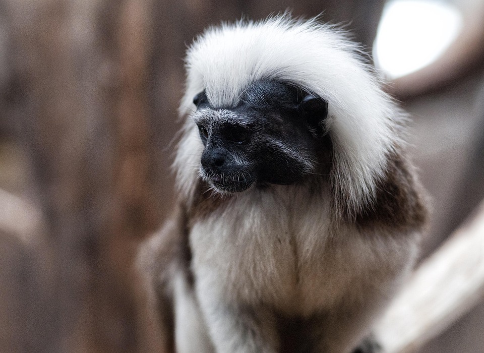 Gepflückte Tamarinde Affe Klein - Kostenloses Foto auf Pixabay