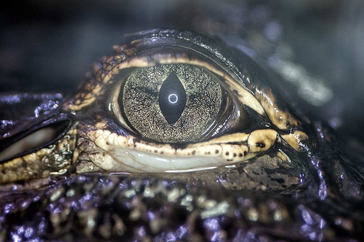 Eye Alligator Reptile - Free photo on Pixabay