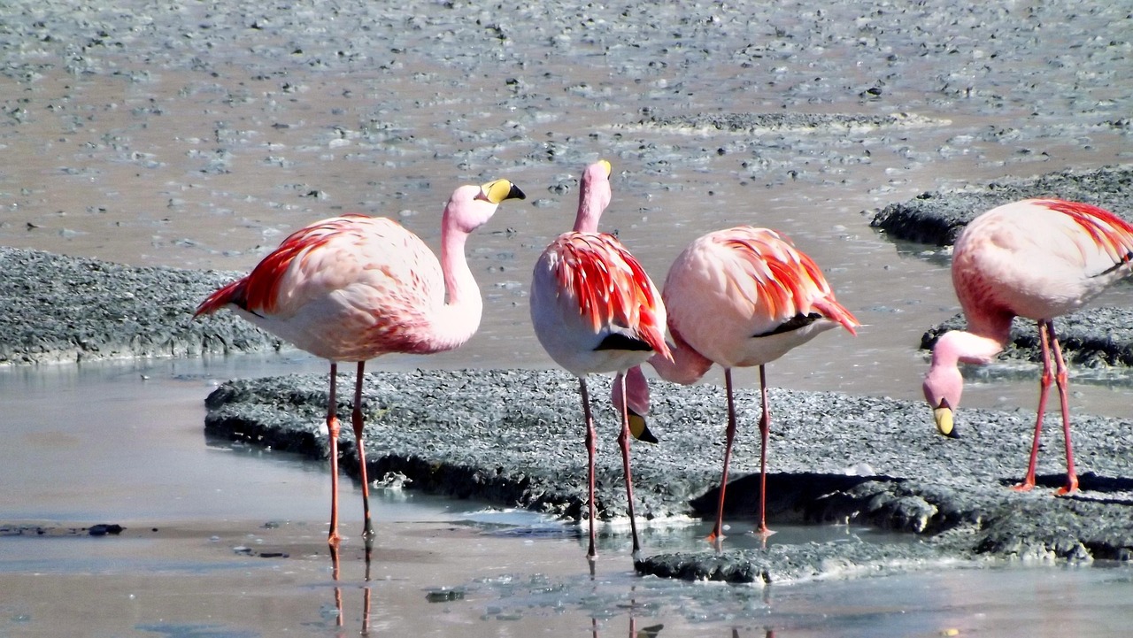 Flamingos Anden - Kostenloses Foto auf Pixabay - Pixabay