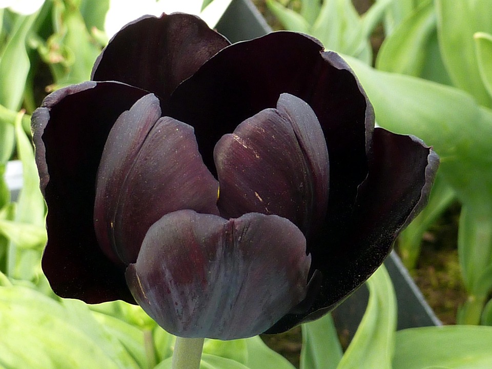 Tulipe Fleur - Photo gratuite sur Pixabay