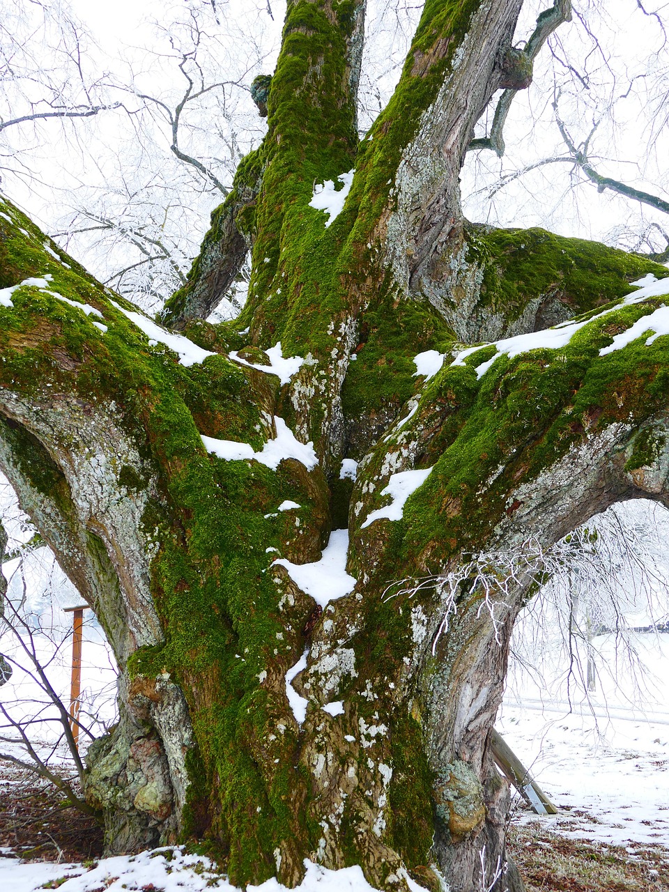Tronc D'Arbre Monument Naturel - Photo gratuite sur Pixabay - Pixabay