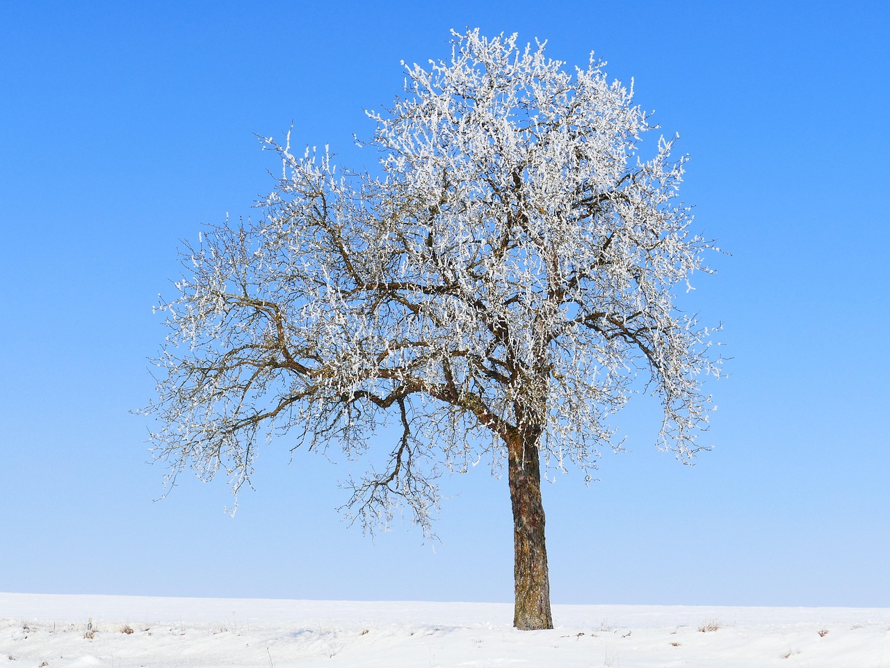 Baum Raureif Winter - Kostenloses Foto auf Pixabay