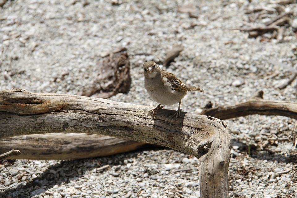 Bird Log Nature - Free photo on Pixabay - Pixabay