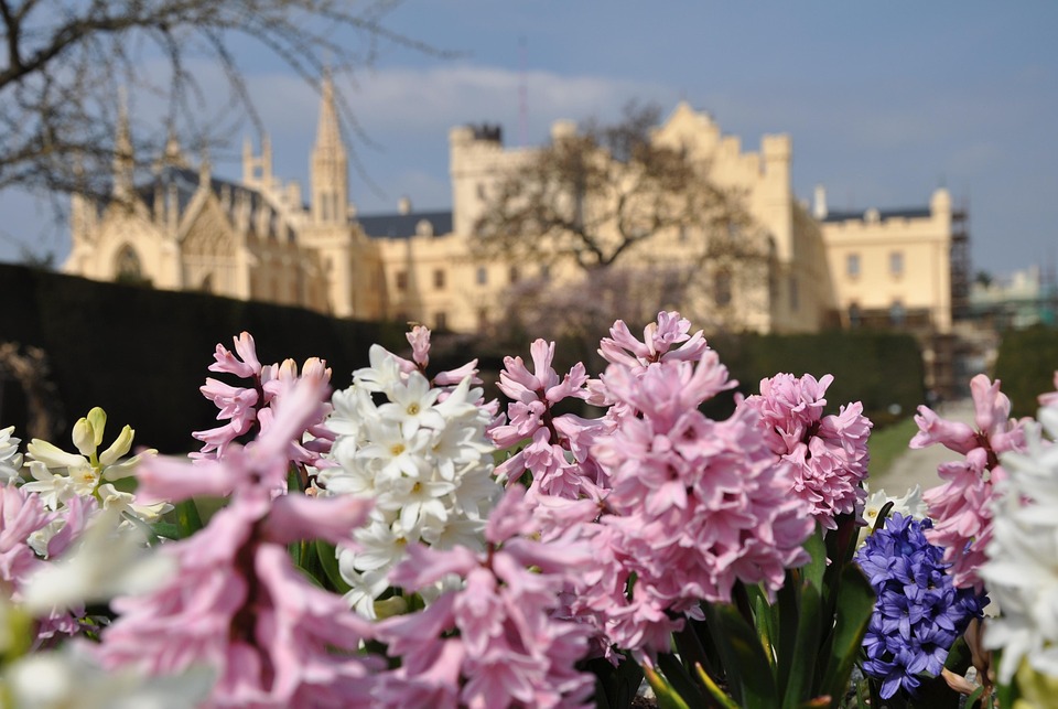Spring Flowers Hyacinth - Free photo on Pixabay