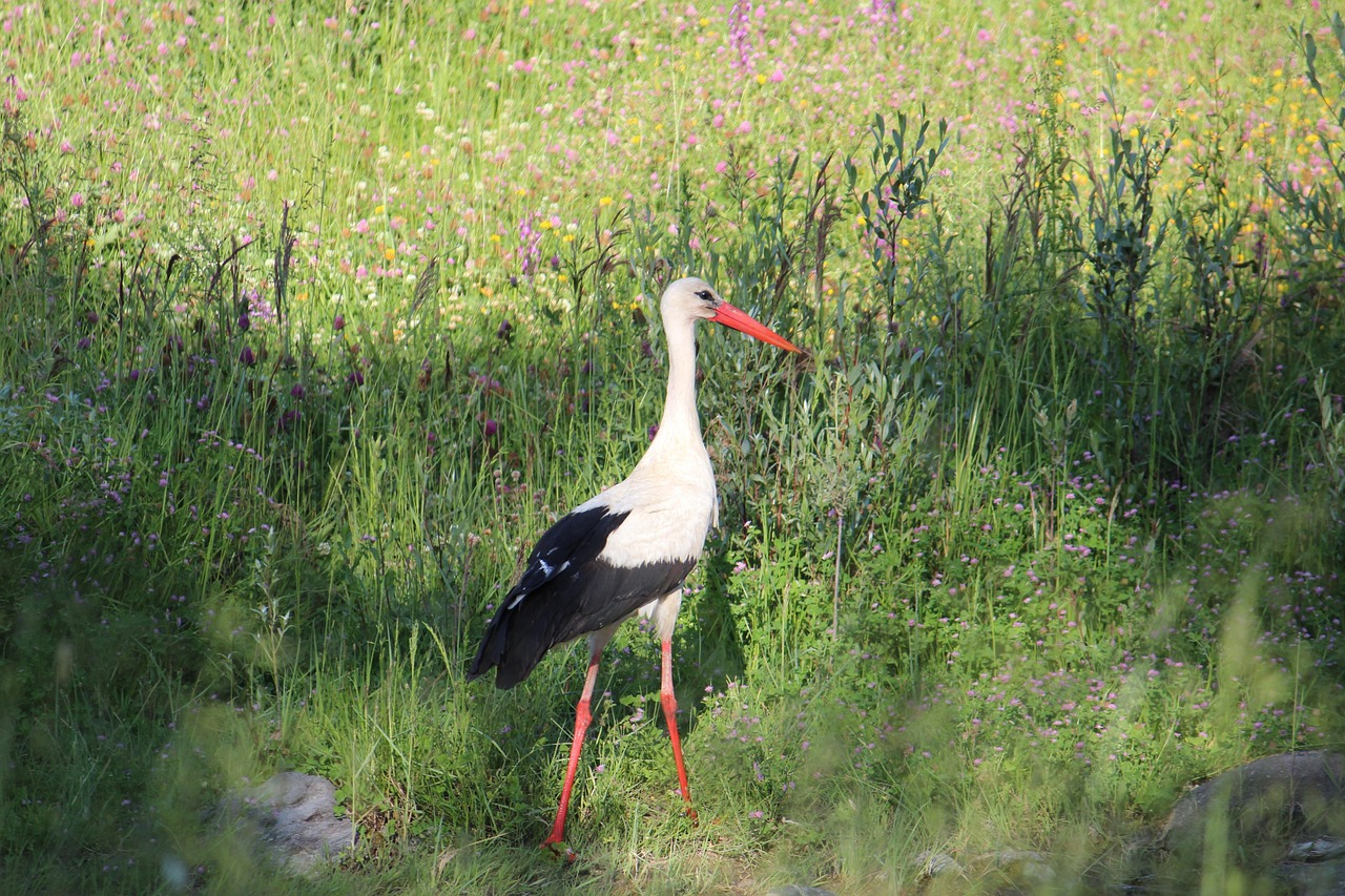 Stork Bird Nature - Free photo on Pixabay - Pixabay