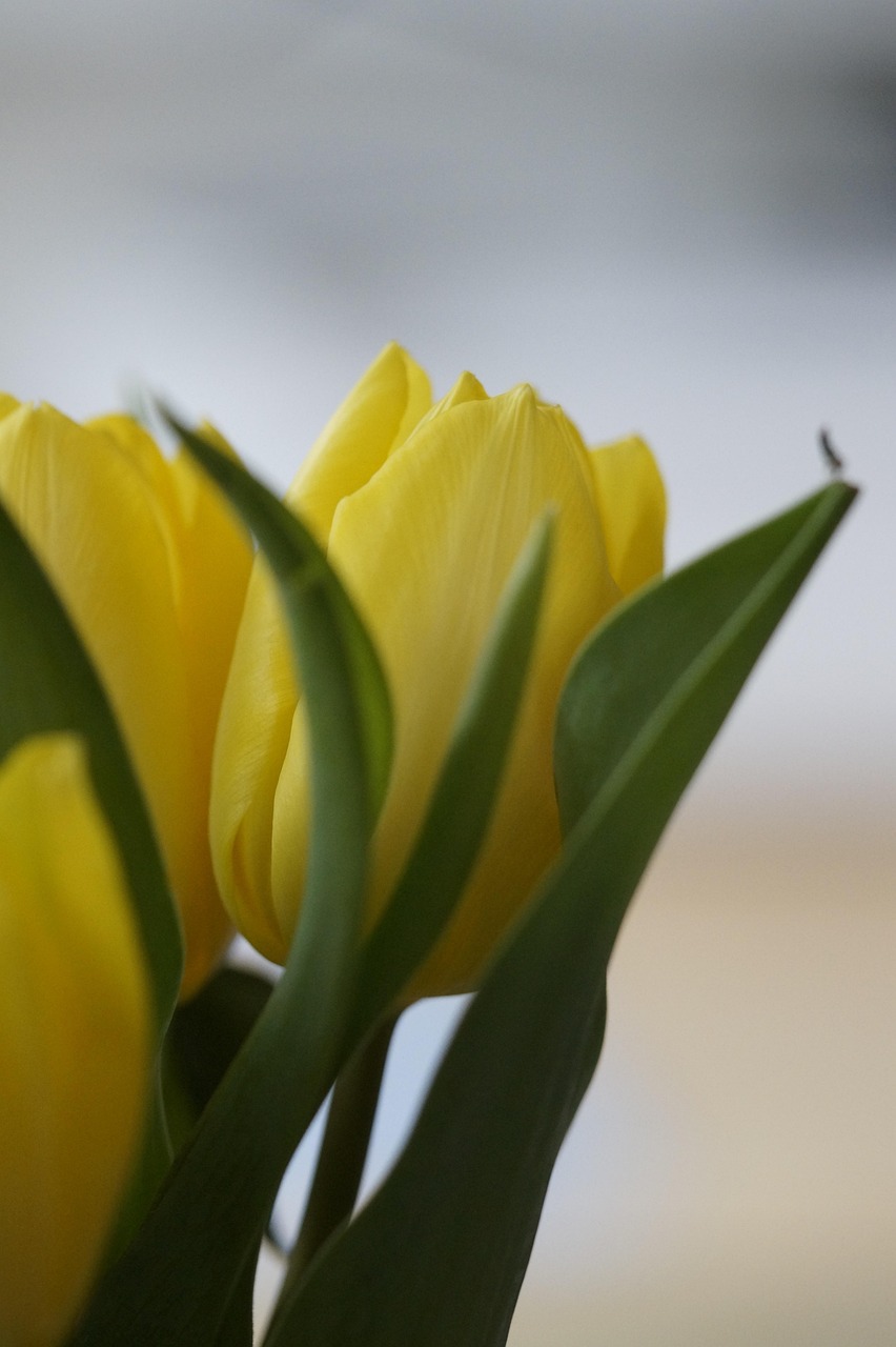 Tulips Yellow Flower - Free photo on Pixabay - Pixabay