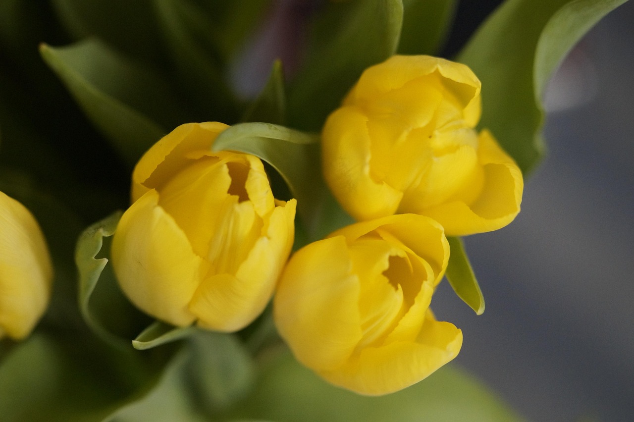 Tulips Yellow Flower - Free photo on Pixabay - Pixabay